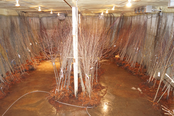 Cashman Nursery | Bare Root
